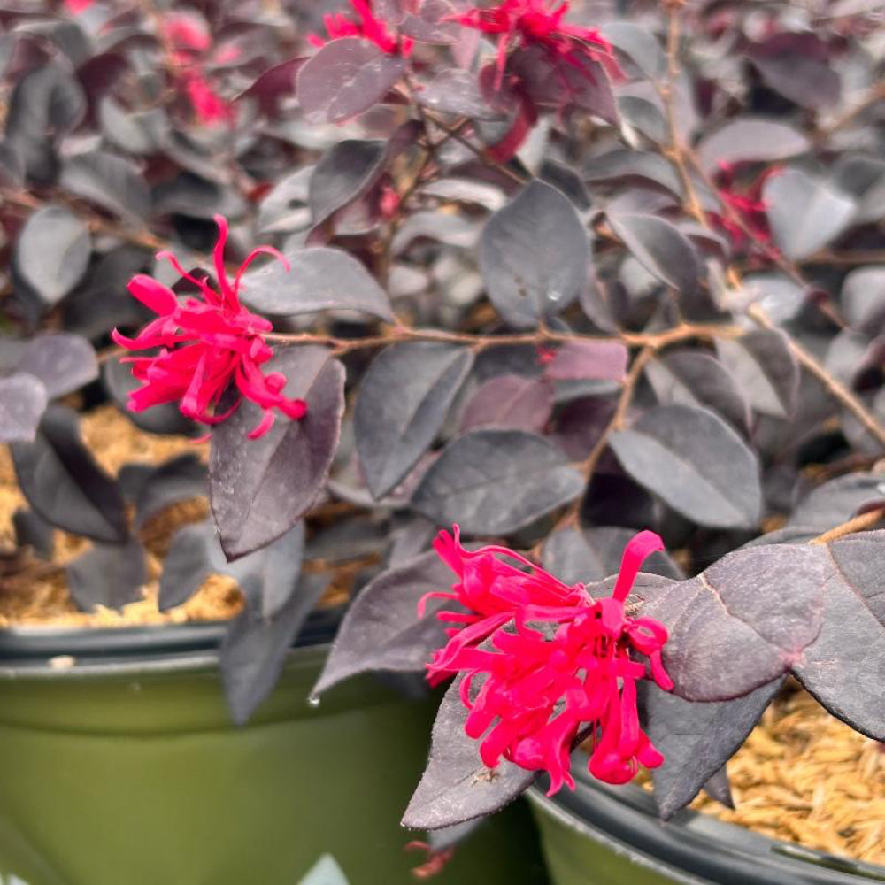 Loropetalum chinense 'Chang Nian Hong' ~ Ever Red® Fringe Flower – GoBuyPlants