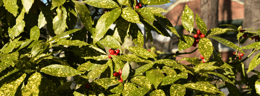 Why an Aucuba Shrub Belongs in Your Garden | GoBuyPlants