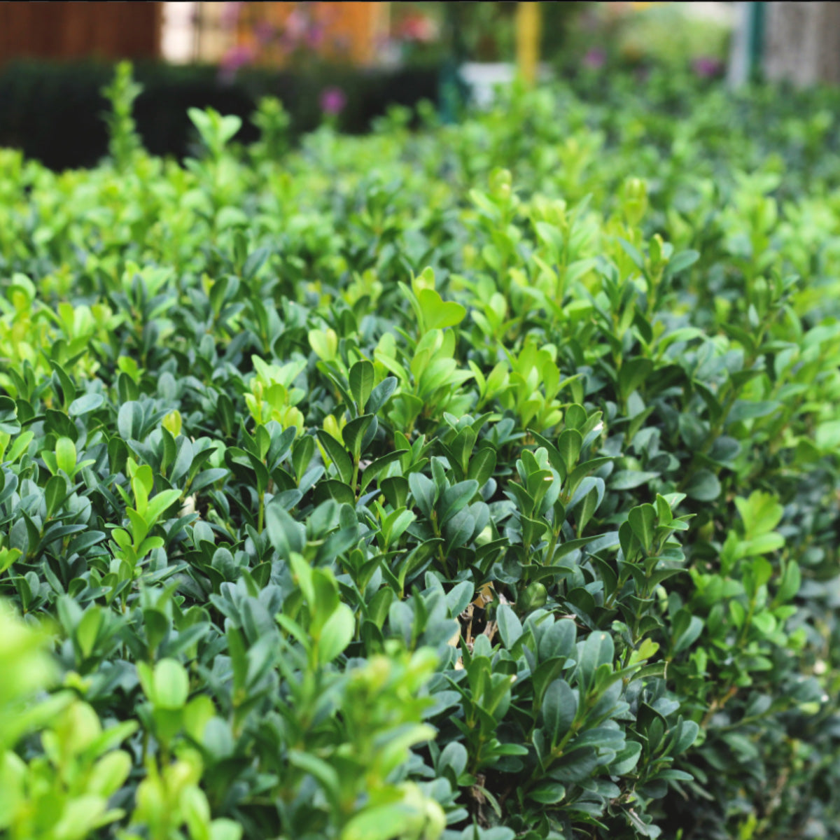 How to Plant a Beautiful Hedgerow (15 Traditional, Native, and Edible ...