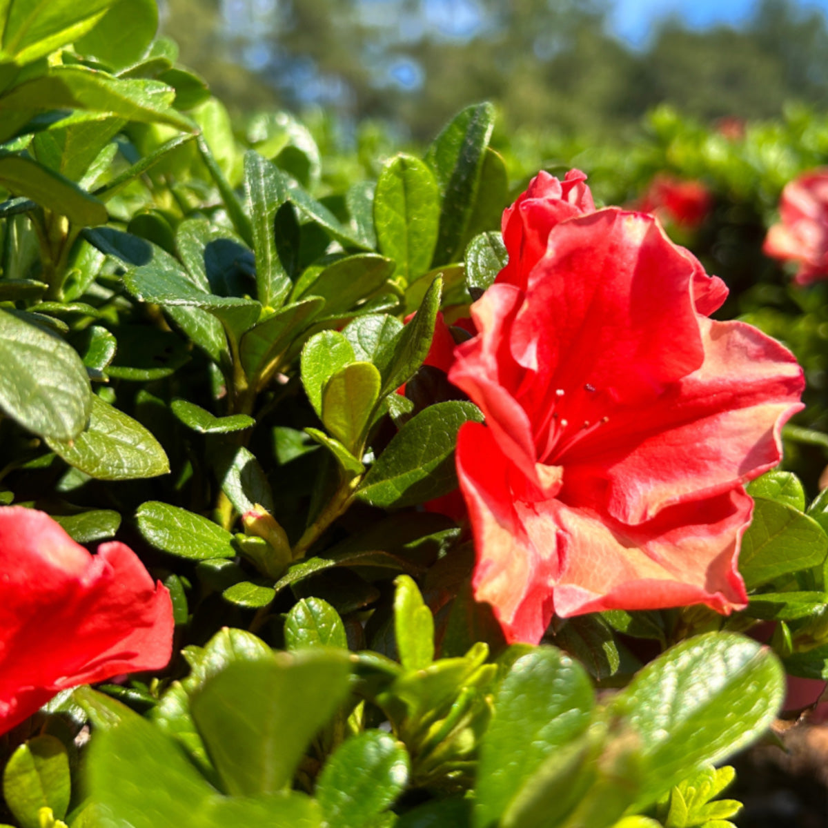 Fall in Love with Your Garden this Season by Planting Encore® Azaleas ...
