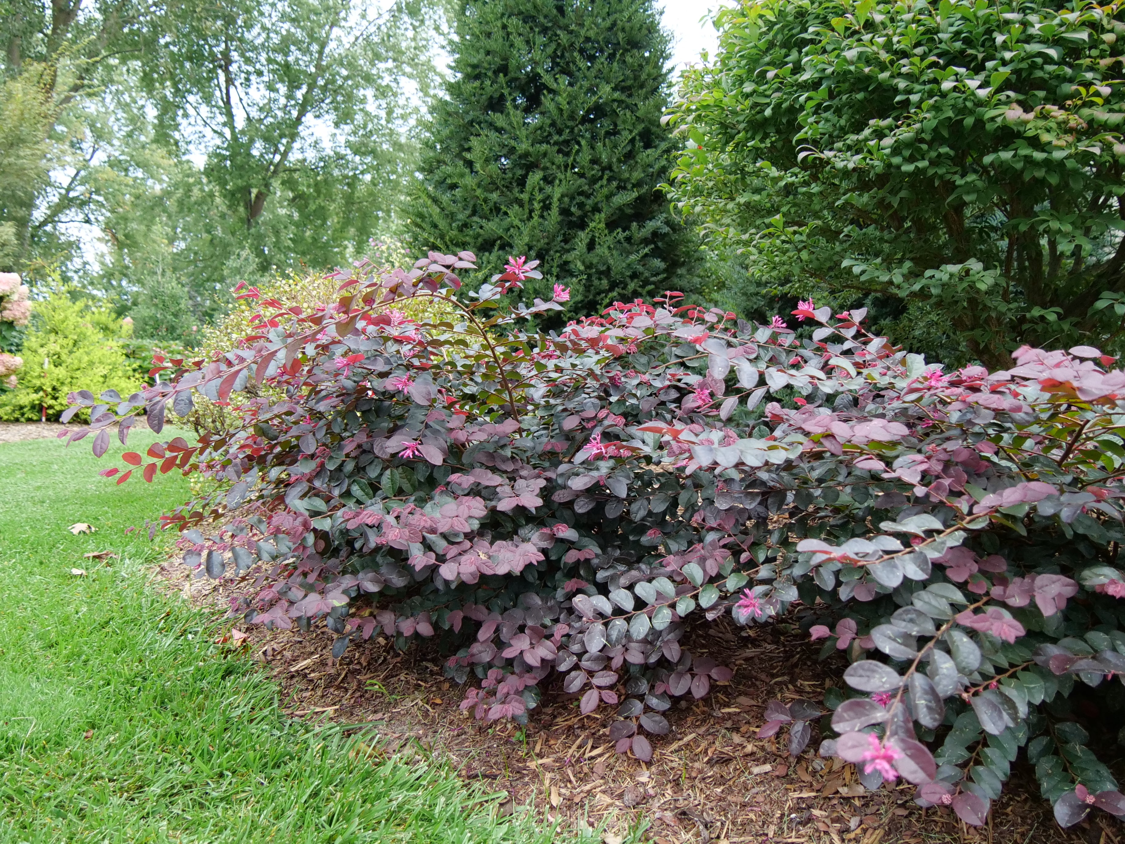 What Is The Best Time To Prune Loropetalum
