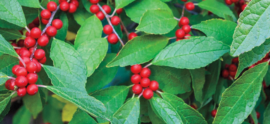 Brighten Up Your Garden with Winter Red Winterberry | GoBuyPlants