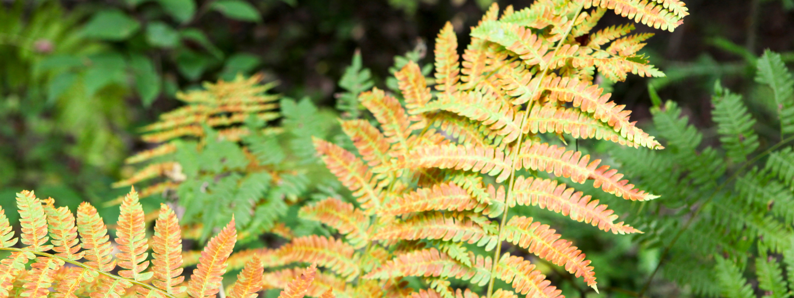 Let's Talk About the Many Uses of Ferns – GoBuyPlants