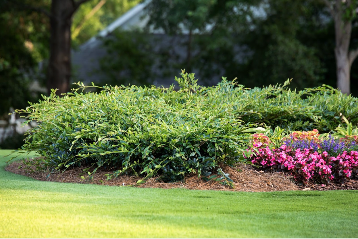 Hardiness Zones Explained: What the Numbers Mean and How to Find Your ...