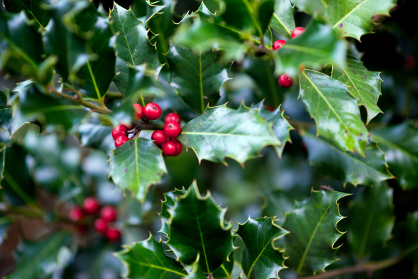 Make Your Garden Flourish – Discover the Benefits of Planting Holly ...