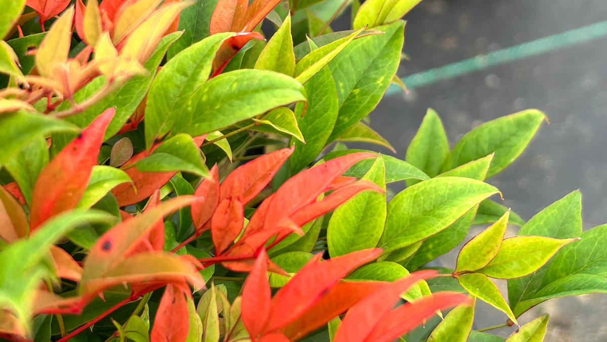 Nandinas – GoBuyPlants