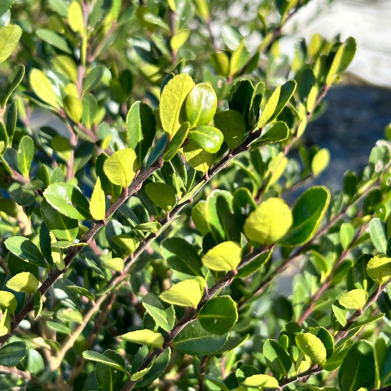Ilex crenata 'Compacta' ~ Compact Japanese Holly – GoBuyPlants