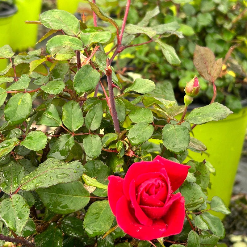 Rosa ‘Radtko’ PP 16,202 ~ Double Knock Out® Rose – GoBuyPlants