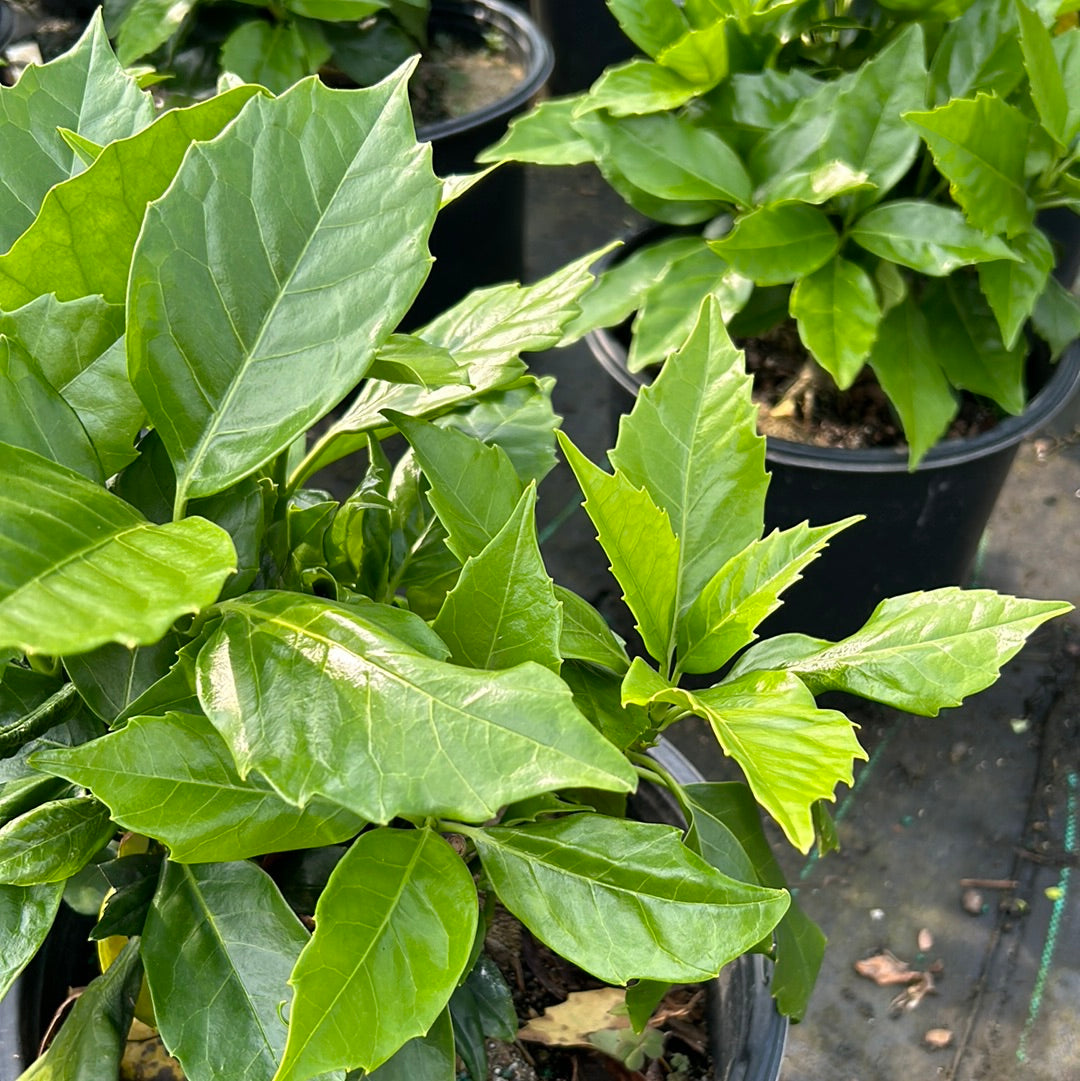 Rozannie Japanese Aucuba - Aucuba japonica 'Rozannie' – GoBuyPlants