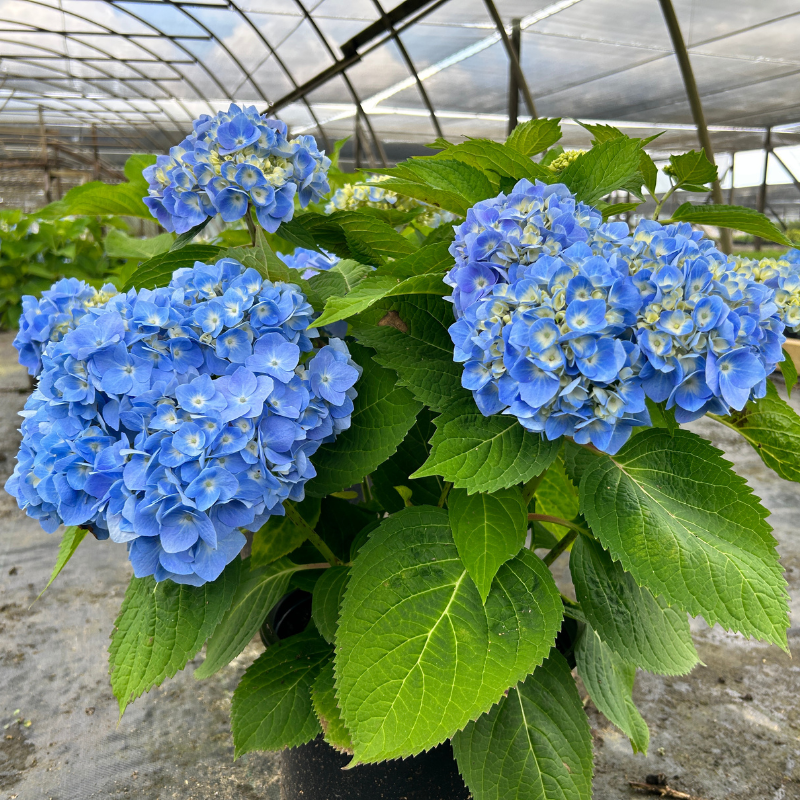 Hydrangea macrophylla 'Penny Mac' ~ Penny Mac Hydrangea#N#– GoBuyPlants
