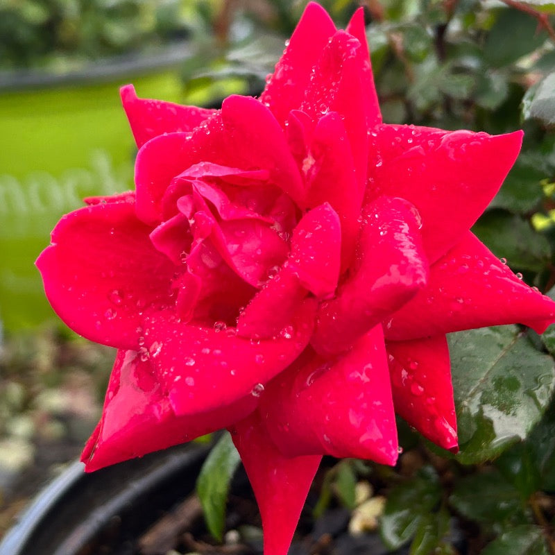 Rosa ‘Radtko’ PP 16,202 ~ Double Knock Out® Rose – GoBuyPlants