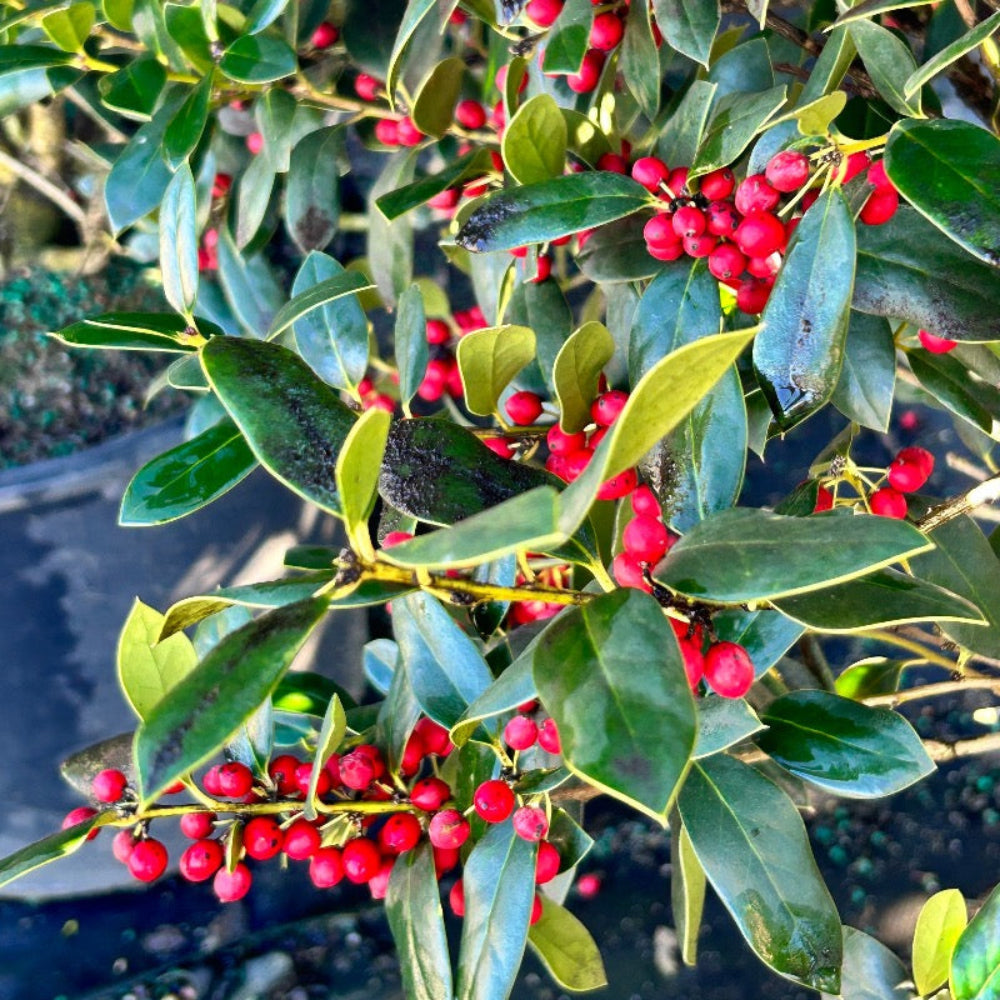 Needlepoint Holly - Ilex cornuta 'Needlepoint' – GoBuyPlants