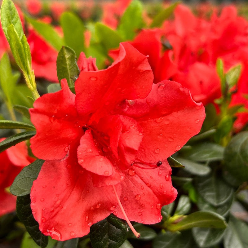 Encore® Autumn Sunset™ Azalea - Rhododendron ‘Roblen’ – GoBuyPlants