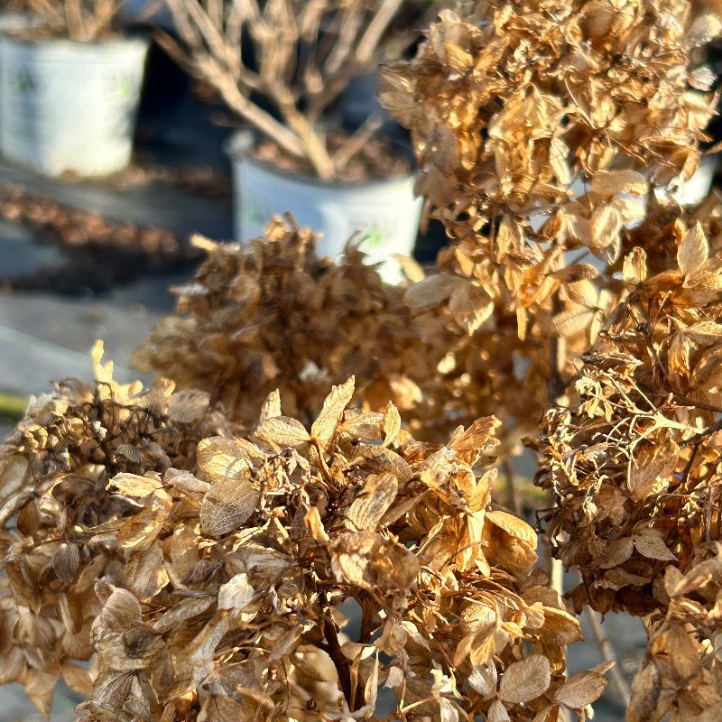 Hydrangea paniculata 'Jane' PP22,330 ~ Proven Winners® Little Lime® Hy ...