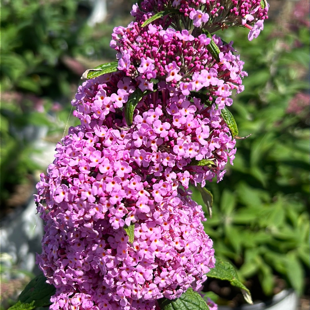 Pugster Pink® - Dwarf Butterfly Bush ~ Buddleia – GoBuyPlants