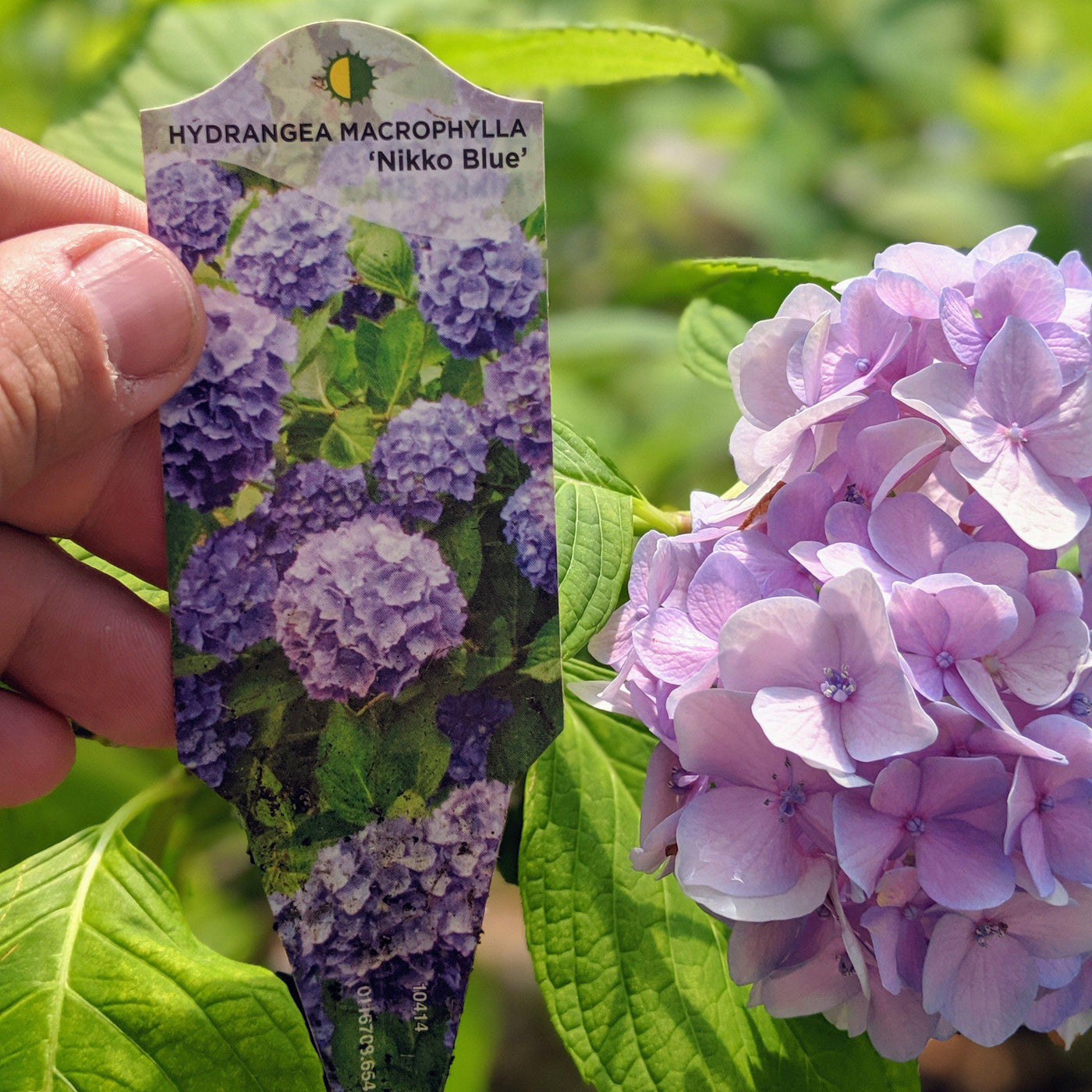Hydrangea macrophylla 'Nikko Blue' ~ Nikko Blue Hydrangea – GoBuyPlants