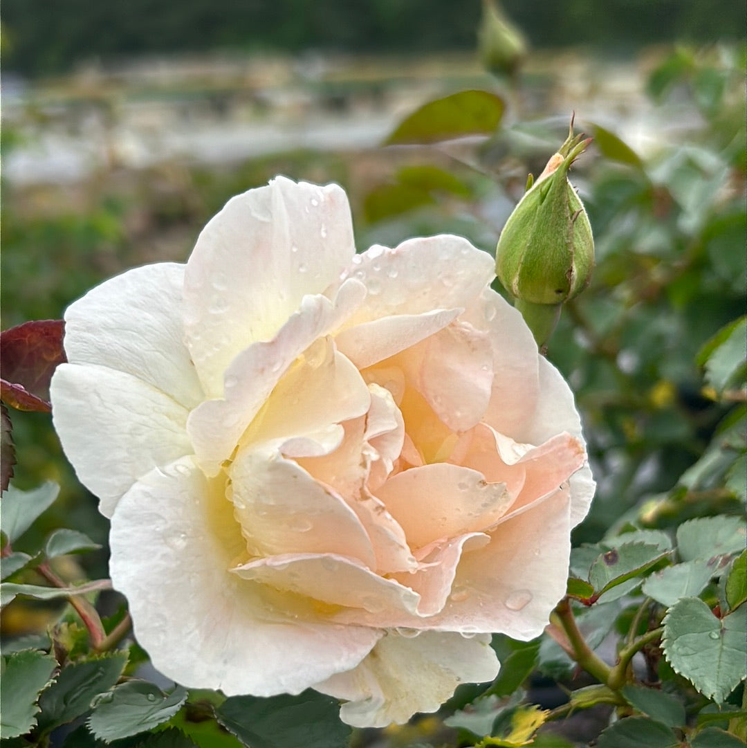 Brindabella™ Touch of Pink Rose - Rosa 'GRAsuper' PP#23,175 – GoBuyPlants