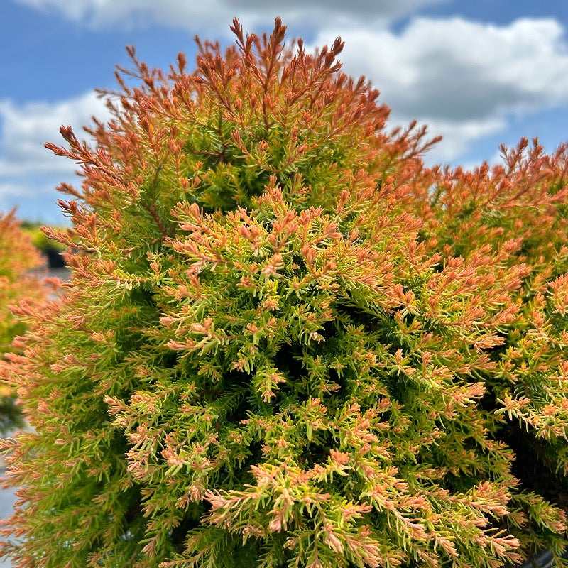 Fire Chief™ Globe Arborvitae - Thuja occidentalis 'Congabe' PP19,009 ...