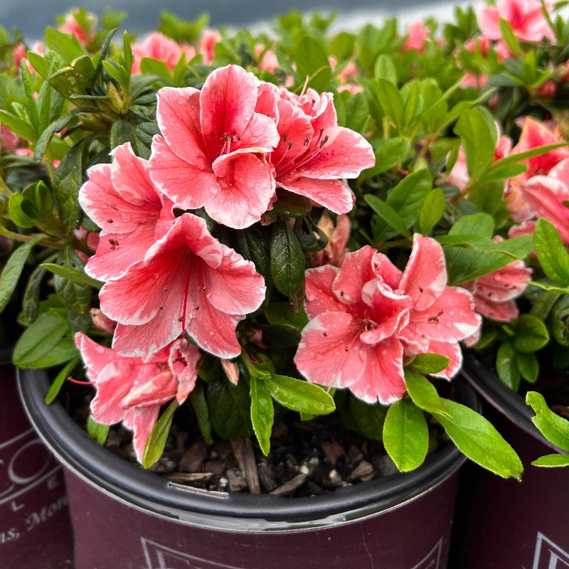 Encore® Autumn Starburst™ Azalea - Rhododendron ‘Robleze’ – GoBuyPlants