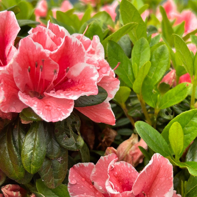 Encore® Autumn Starburst™ Azalea - Rhododendron ‘Robleze’ – GoBuyPlants
