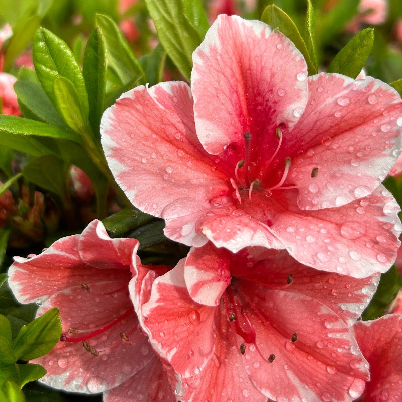 Encore® Autumn Starburst™ Azalea - Rhododendron ‘Robleze’ – GoBuyPlants