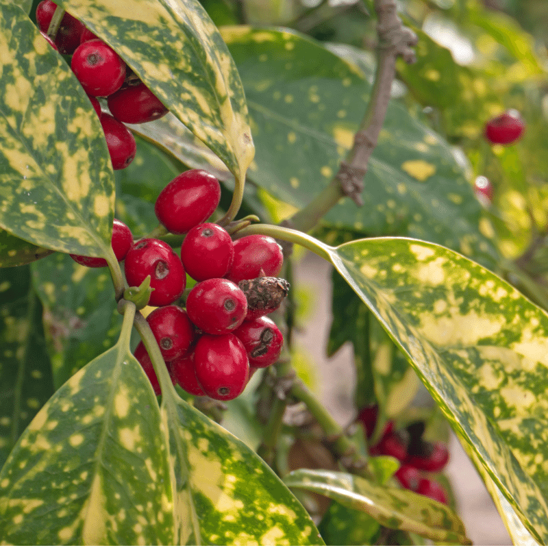 Picturata Aucuba, Spotted Laurel - Aucuba japonica 'Picturata ...
