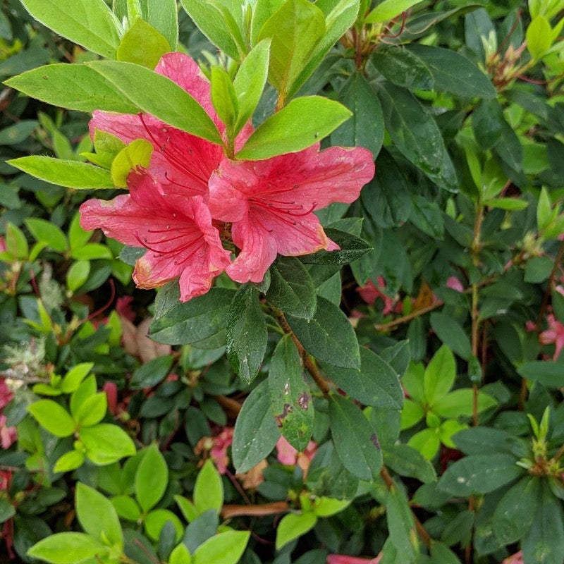 Rhododendron ‘Conled’ ~ Encore® Autumn Coral™ Azalea – GoBuyPlants