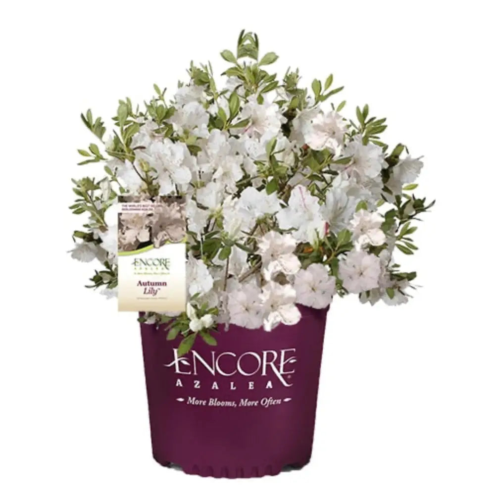 Encore® Autumn Lily™ Azalea - Rhododendron ‘Roblex’ – GoBuyPlants