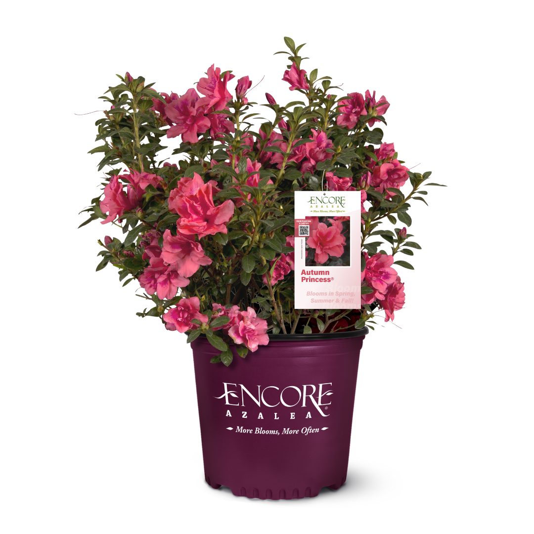Encore® Autumn Princess™ Azalea - Rhododendron ‘Roblea’ – GoBuyPlants