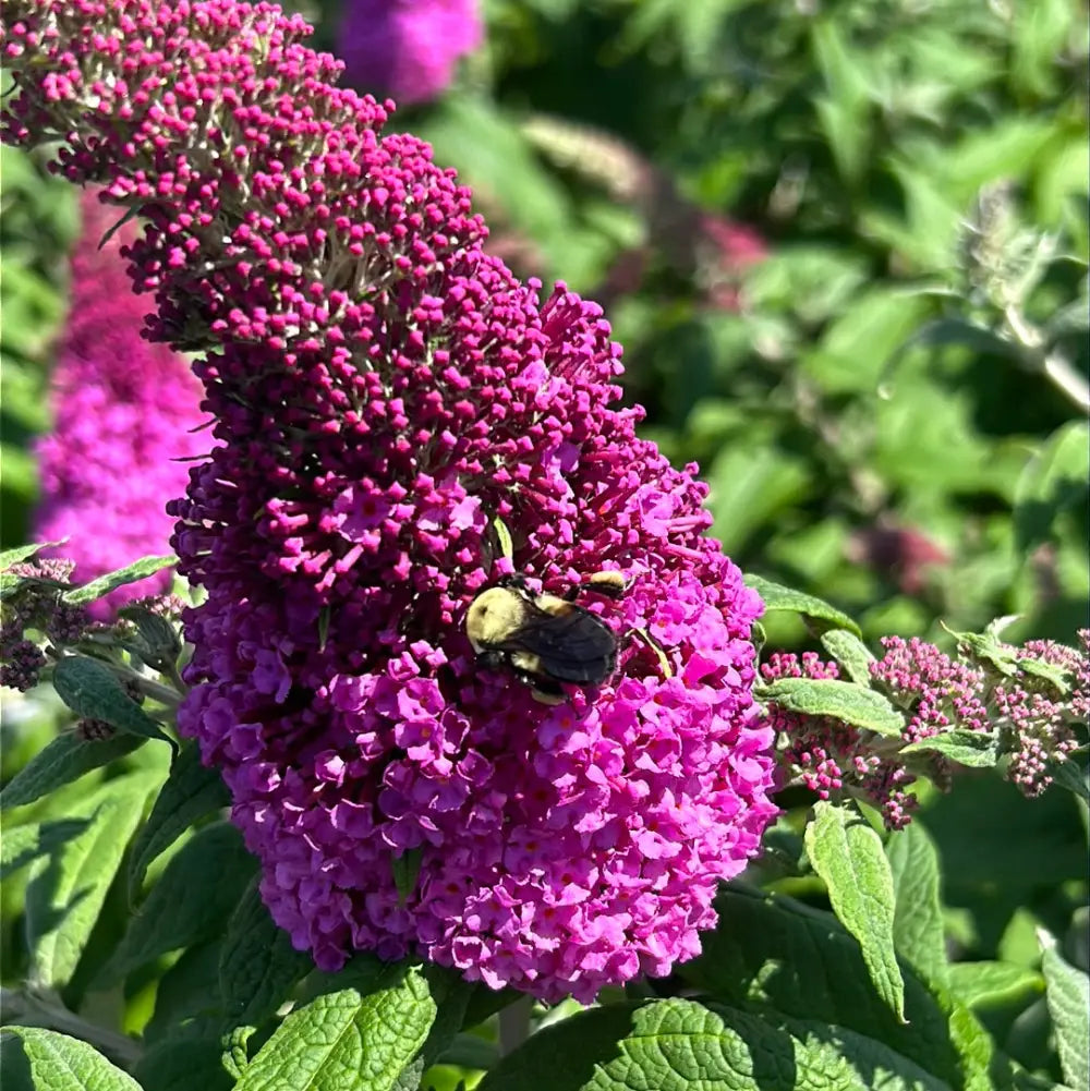 Buddleia Pugster® Pinker - Butterfly Bush