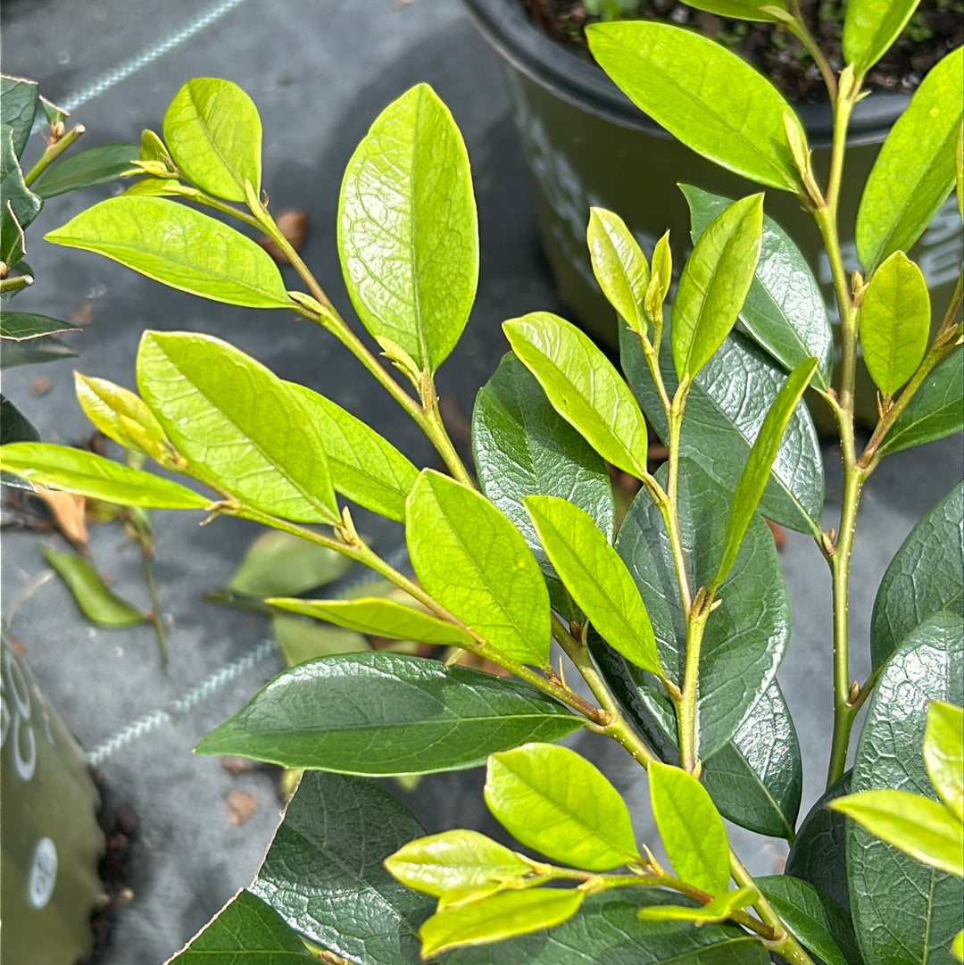 Distylium Emerald Heights® | GoBuyPlants®