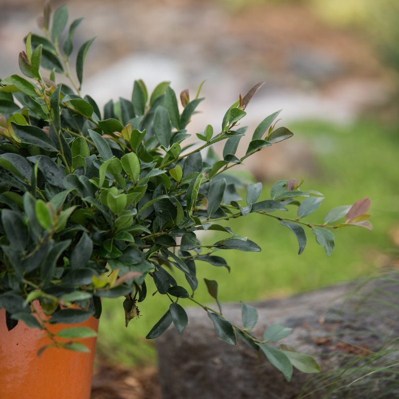 Distylium Linebacker™ | GoBuyPlants