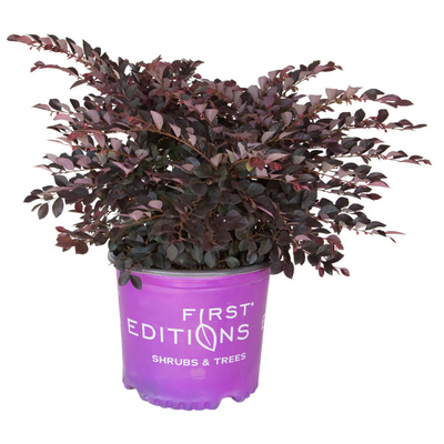 Loropetalum Crimson Fire™ - chinense var. rubrum 'PIILC-I'