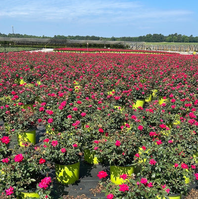 Rosa ‘Radtko’ PP 16,202 ~ Double Knock Out® Rose – GoBuyPlants