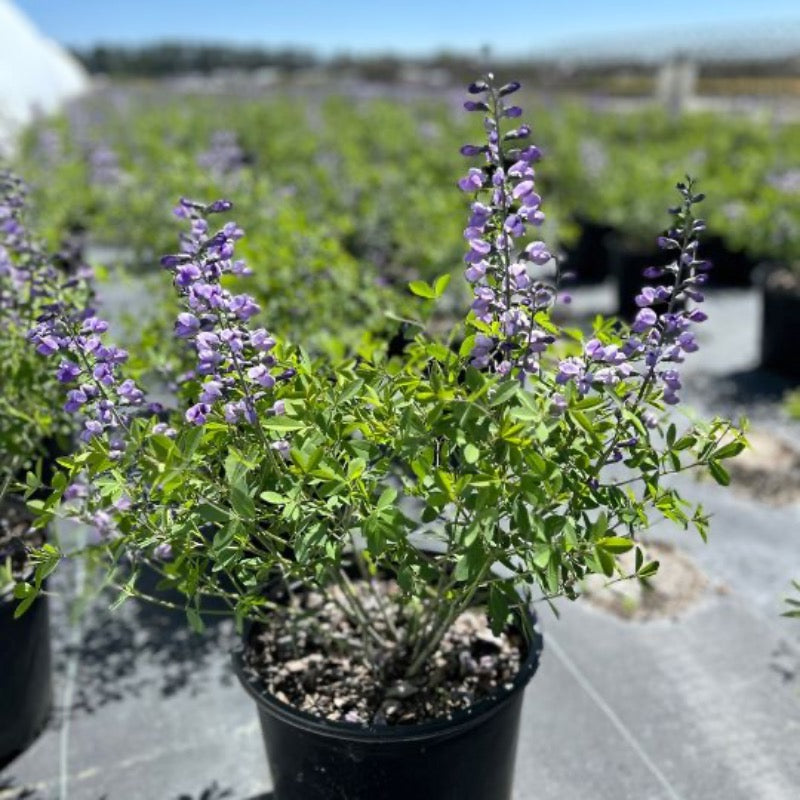 Baptisia 'Purple Smoke' ~ 'Purple Smoke' Baptisia, False Indigo ...