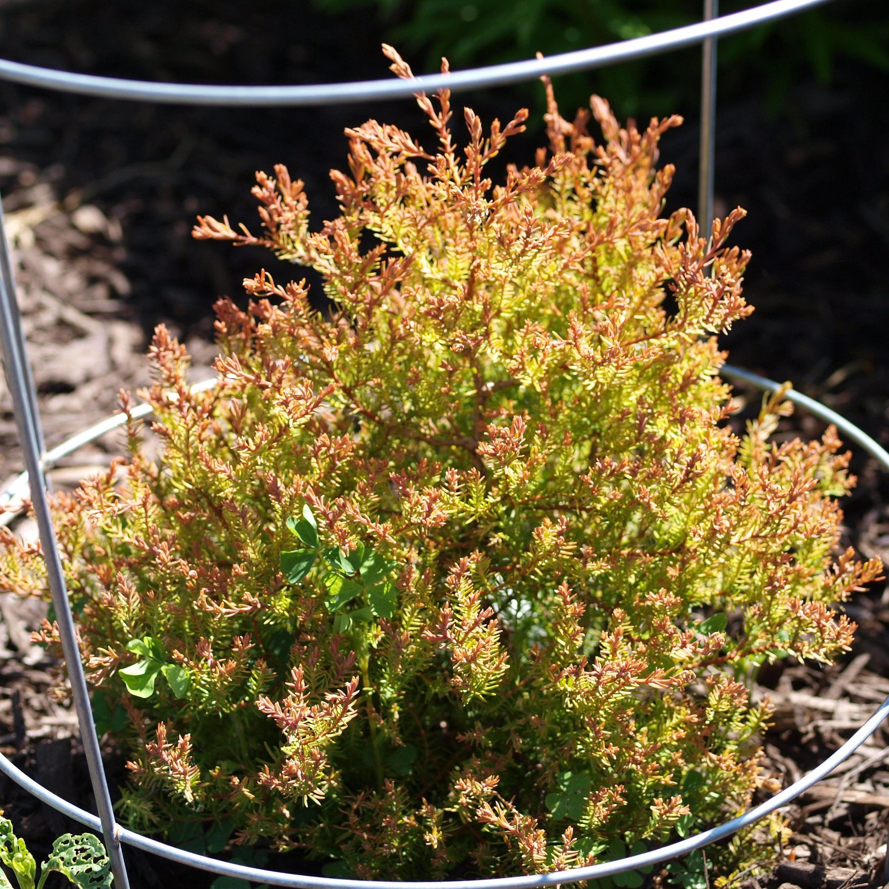 Thuja occidentalis 'Congabe' PP19,009 ~ Fire Chief™ Globe Arborvitae ...