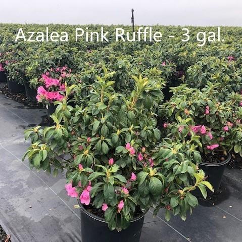 Rhododendron ‘Pink Ruffle’ ~ ‘Pink Ruffle’ Azalea – GoBuyPlants
