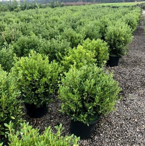 Ilex cornuta 'Needlepoint' ~ Needlepoint Holly – GoBuyPlants