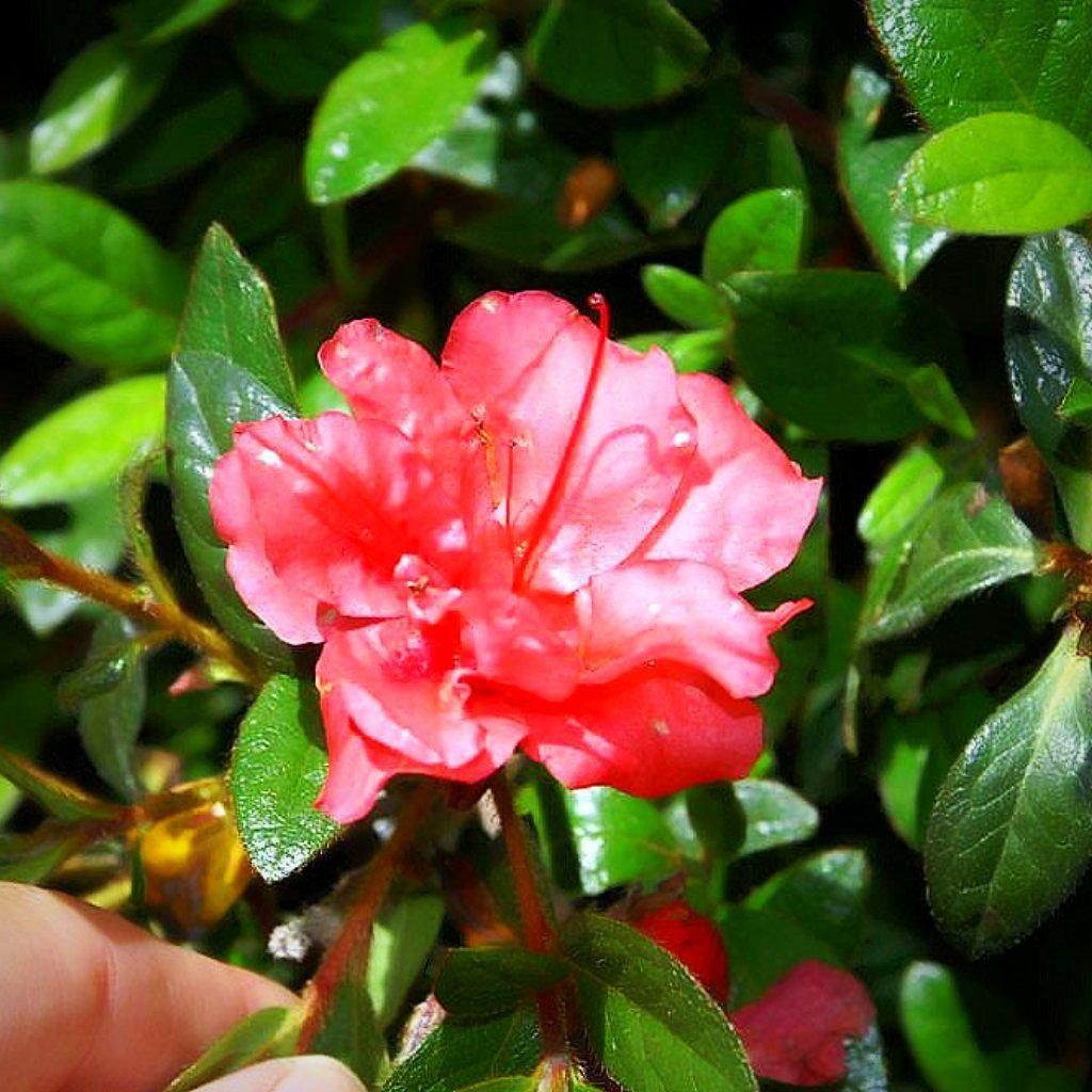 Rhododendron ‘Roblea’ ~ Encore® Autumn Princess™ Azalea – GoBuyPlants