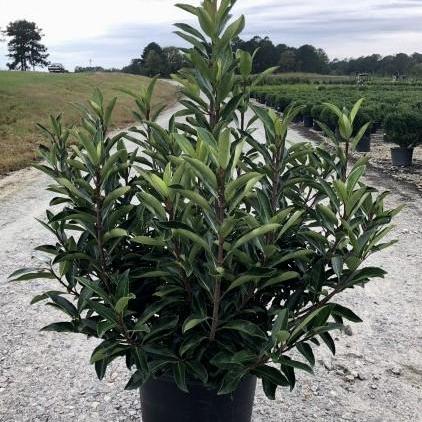 Chindo Sweet Viburnum - Viburnum awabuki 'Chindo' – GoBuyPlants