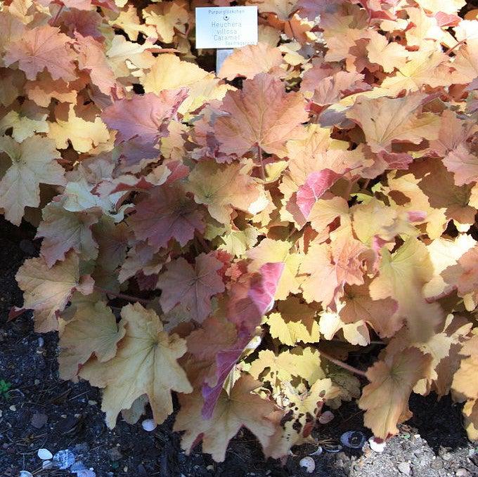 Heuchera 'Caramel' PP16,560 ~ Caramel Coral Bells, Heuchera – GoBuyPlants