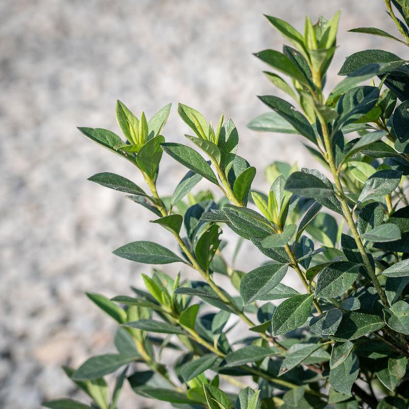 Rhododendron indica 'Formosa' ~ Formosa Azalea, Purple – GoBuyPlants