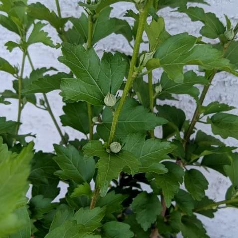 Hibiscus syriacus 'DS03RS' ~ Raspberry Smoothie™ Rose of Sharon ...