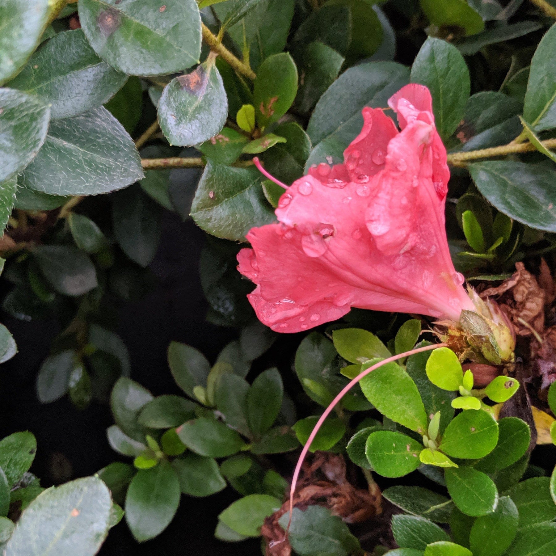 Rhododendron x 'Fashion' ~ Fashion Azalea – GoBuyPlants