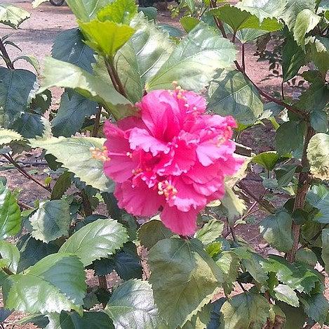 Hibiscus syriacus 'DS03RS' ~ Raspberry Smoothie™ Rose of Sharon ...