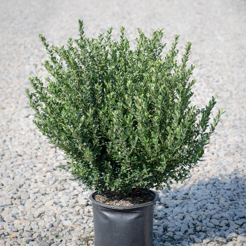 Ilex crenata 'Compacta' ~ Compact Japanese Holly – GoBuyPlants
