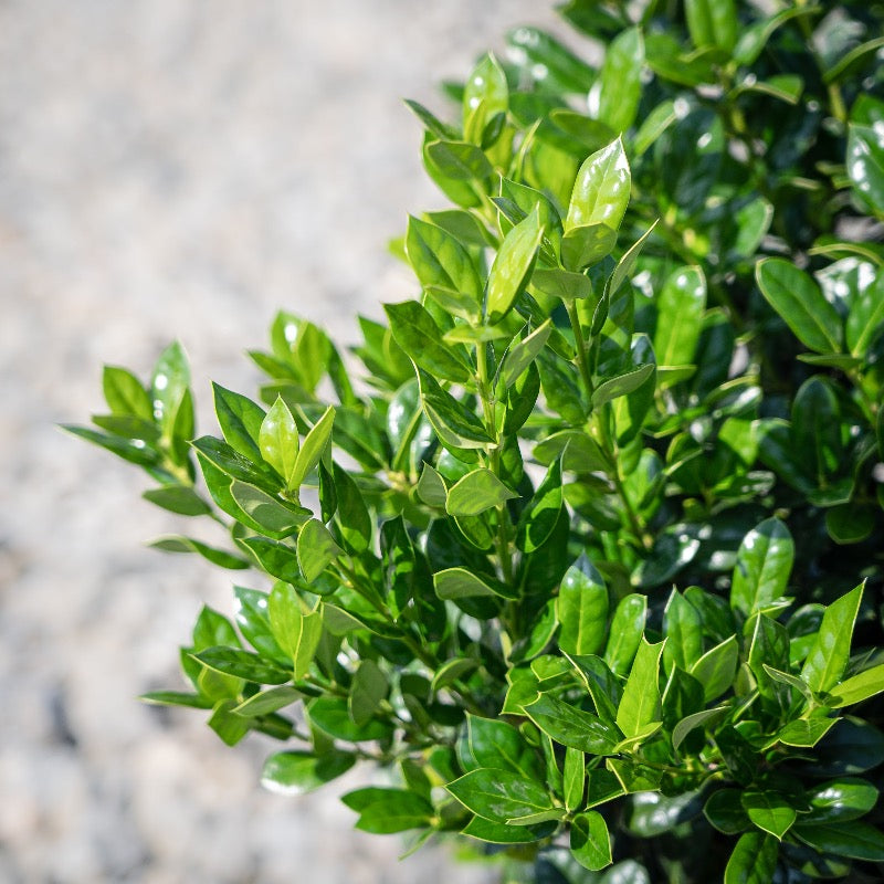 Dwarf Burford Holly - Ilex cornuta ‘Burfordii Nana’ – GoBuyPlants