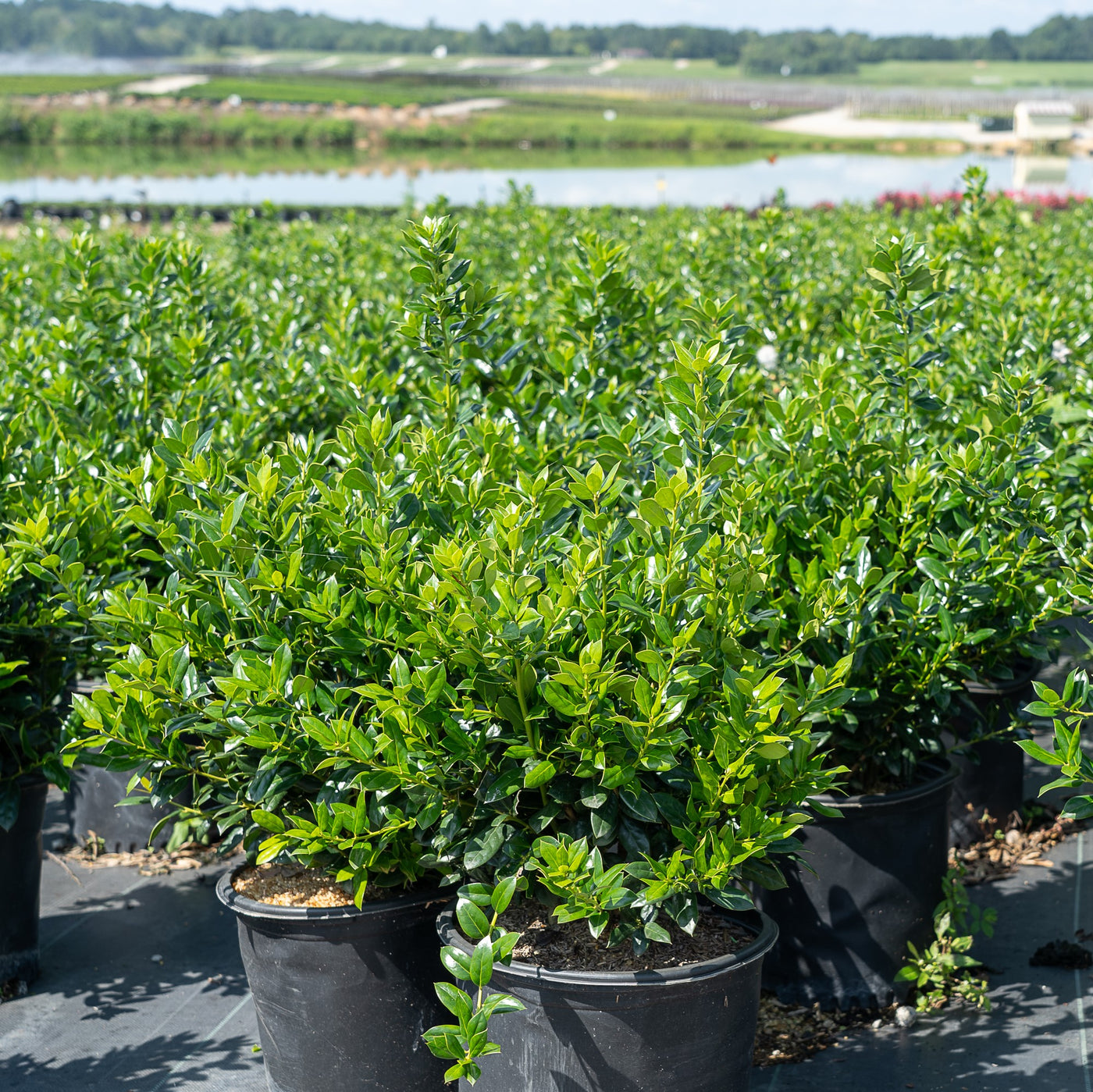 Ilex cornuta 'Needlepoint' ~ Needlepoint Holly – GoBuyPlants