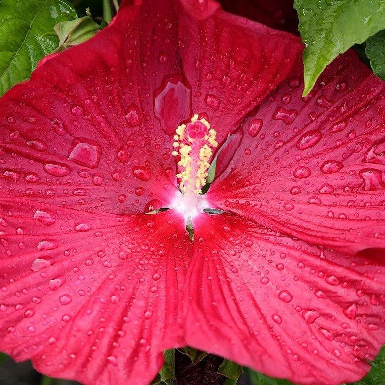 Luna™ Red Hibiscus - Hibiscus moscheutos 'Luna Red' – GoBuyPlants