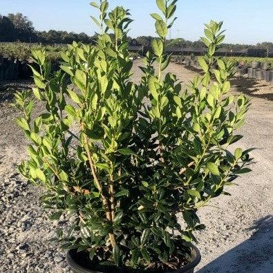 Ilex cornuta 'Needlepoint' ~ Needlepoint Holly – GoBuyPlants